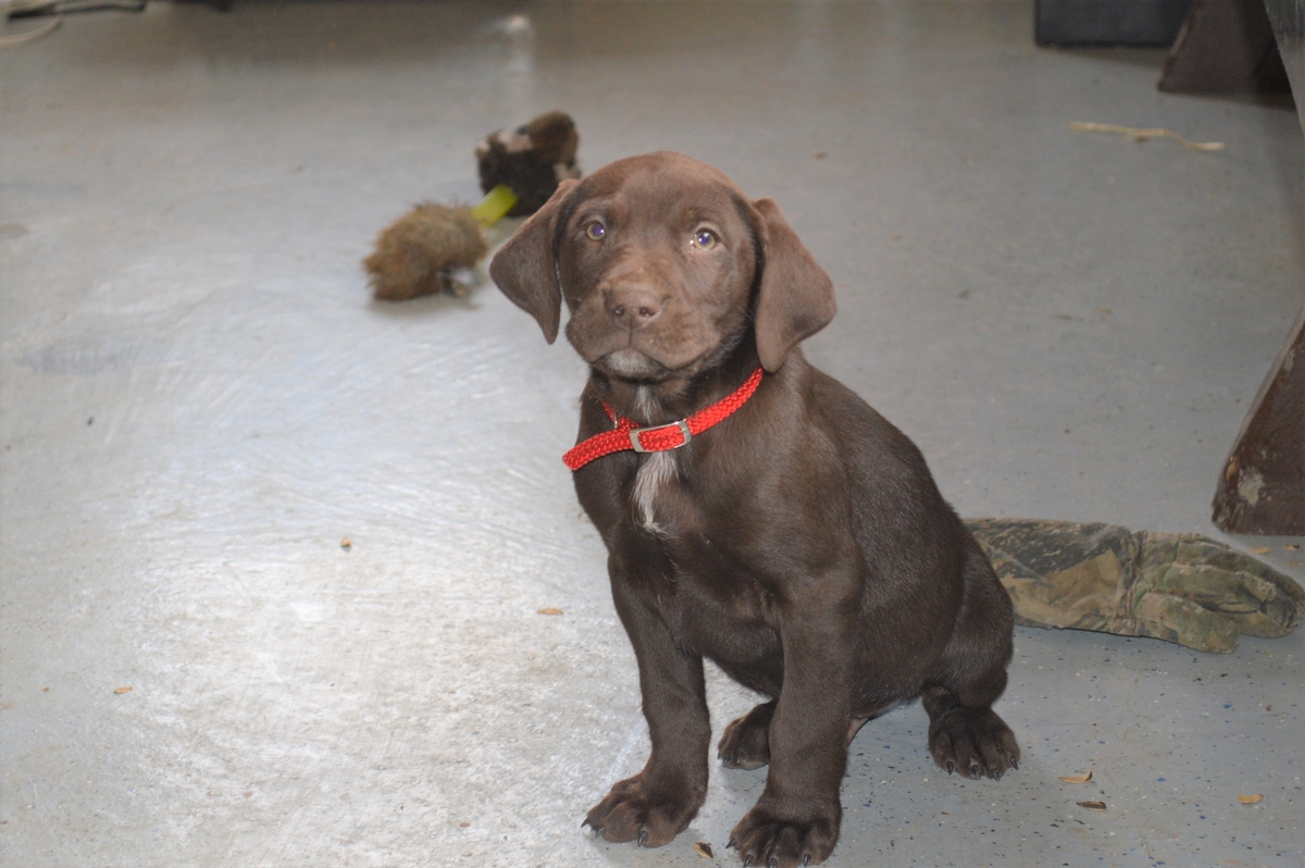 Chocolate Lab Pointer